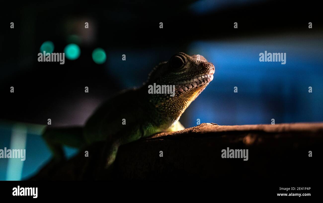 Lizard light hi-res stock photography and images - Alamy