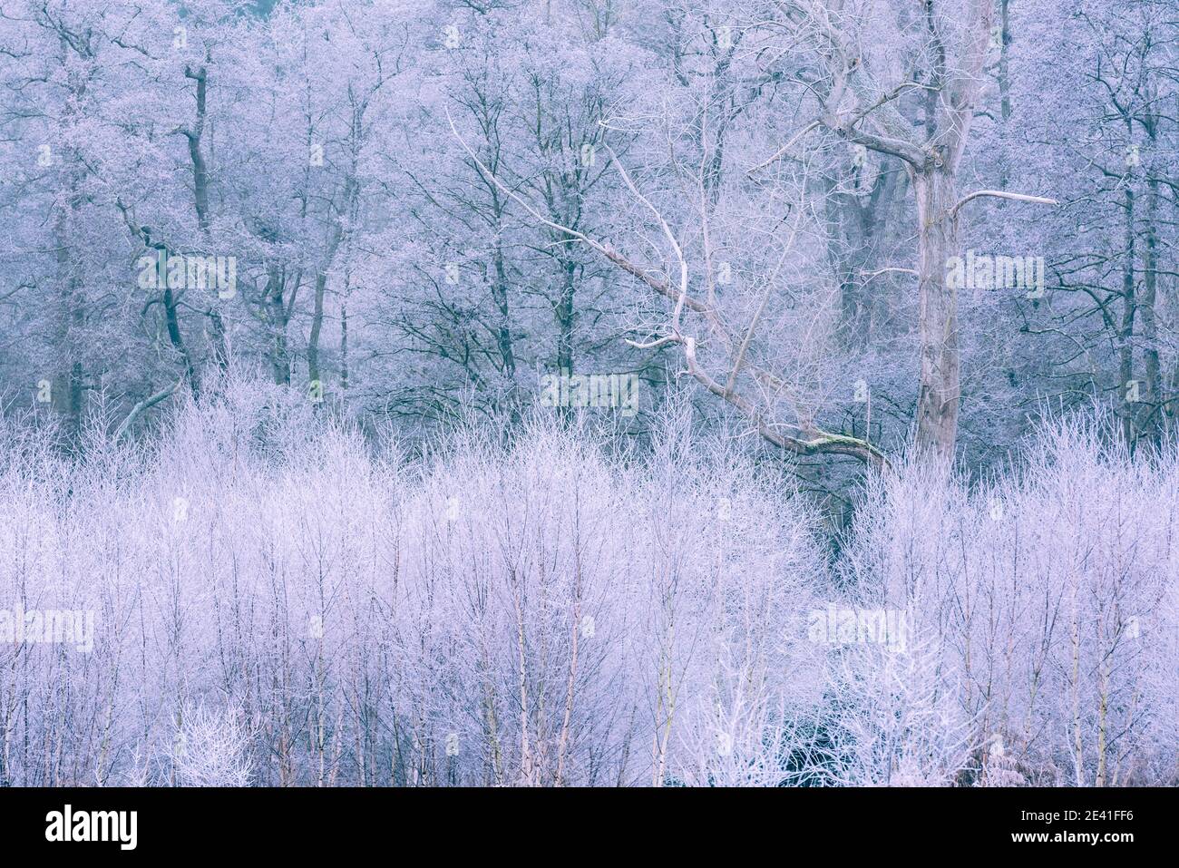 Frosty forest V. Thetford forest, December 2020 Stock Photo - Alamy