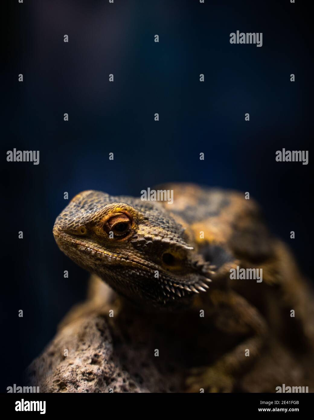 Close Up Agama High Resolution Stock Photography and Images - Alamy