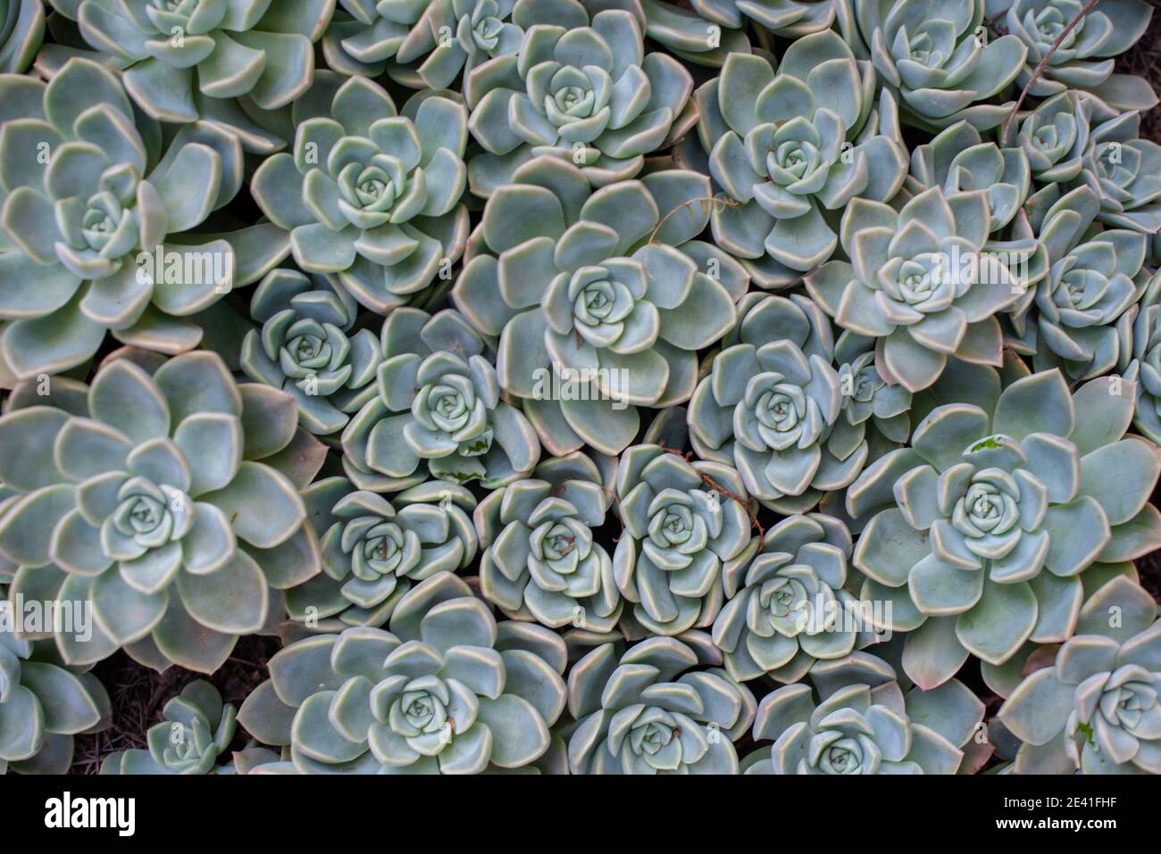 Succulent plants shot from directly above Stock Photo - Alamy