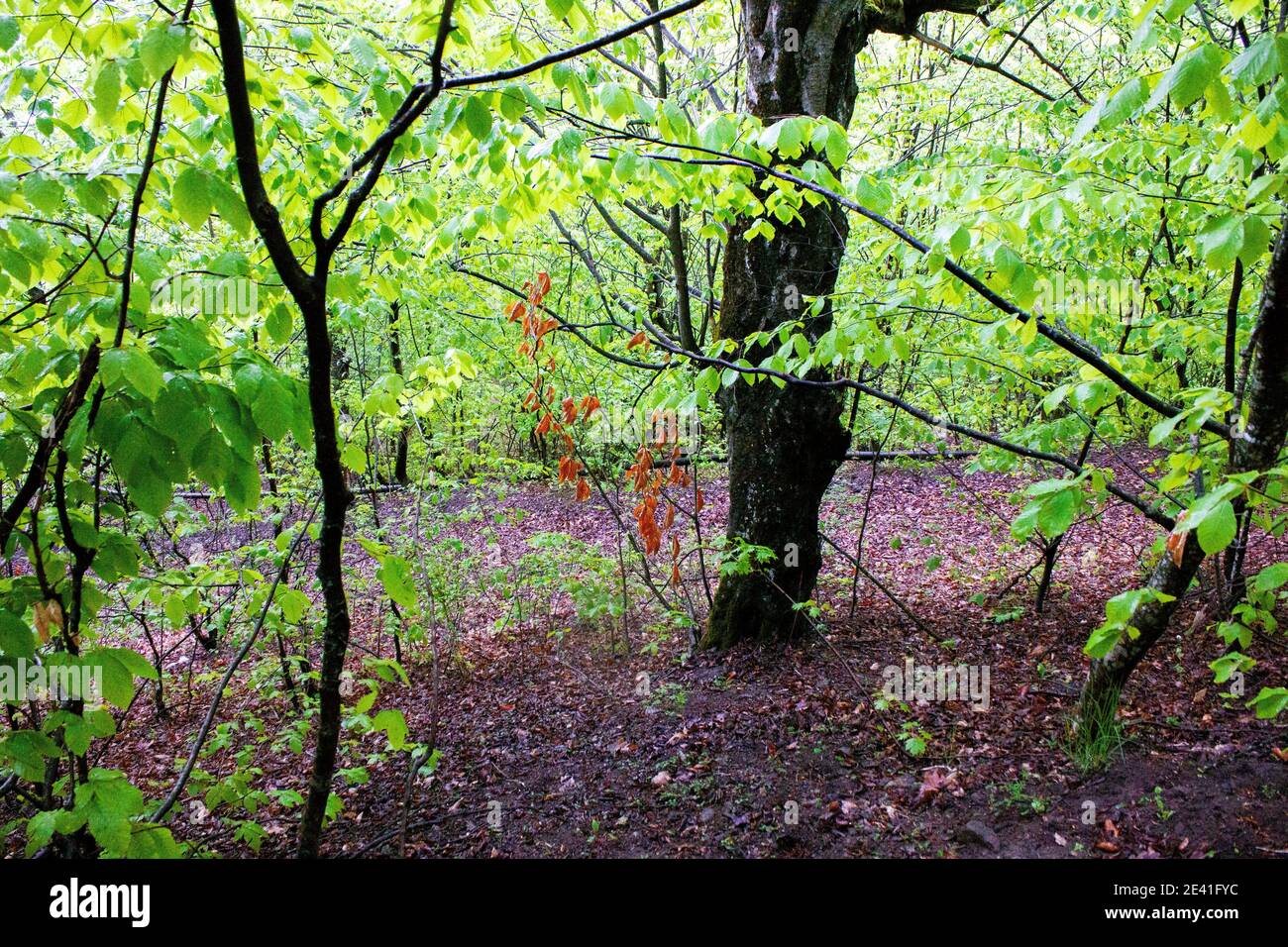 green and dark forest in gloomy weather Stock Photo - Alamy