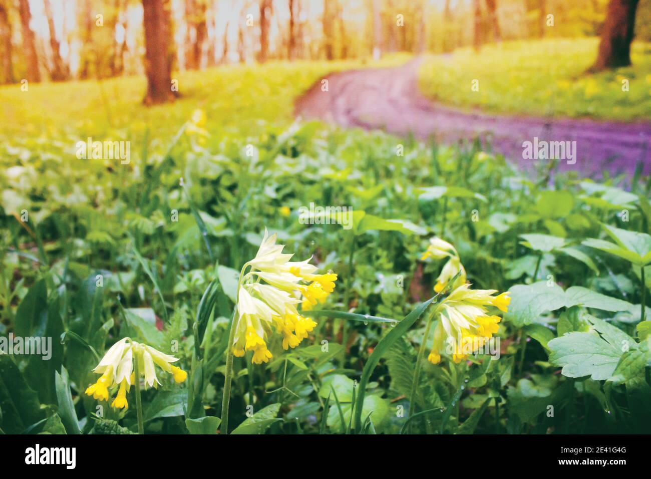 yellow flowers on the road in the forest Stock Photo - Alamy