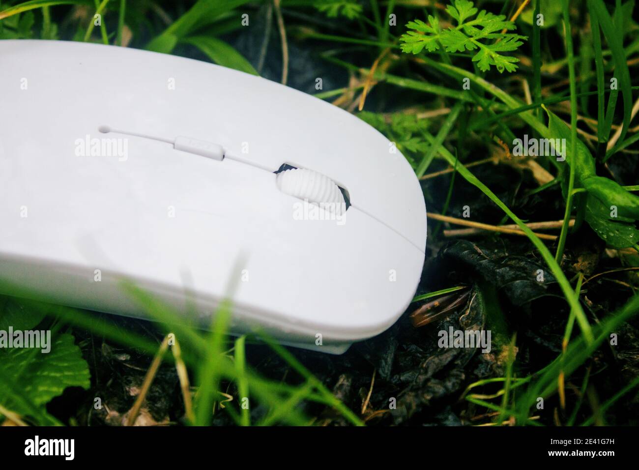 Field mouse on grass hi-res stock photography and images - Alamy