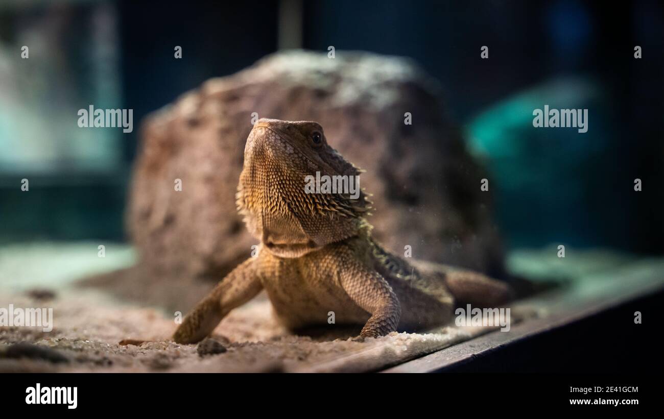 Lizard in a terrarium Stock Photo - Alamy