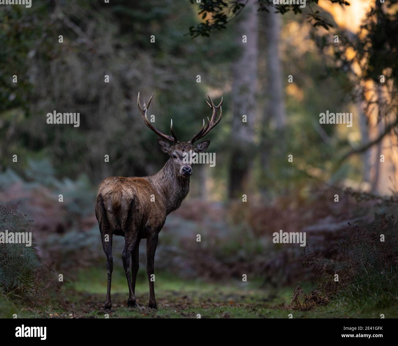 Large Red deer stag in the New Forest Stock Photo - Alamy