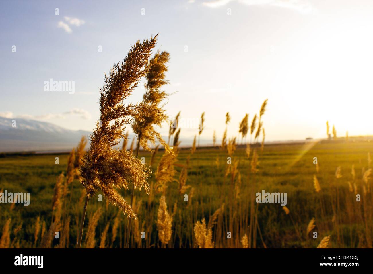beautiful sunset on the field Stock Photo - Alamy