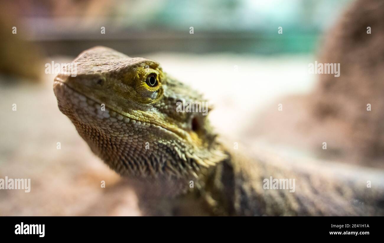Agama close up Stock Photo - Alamy