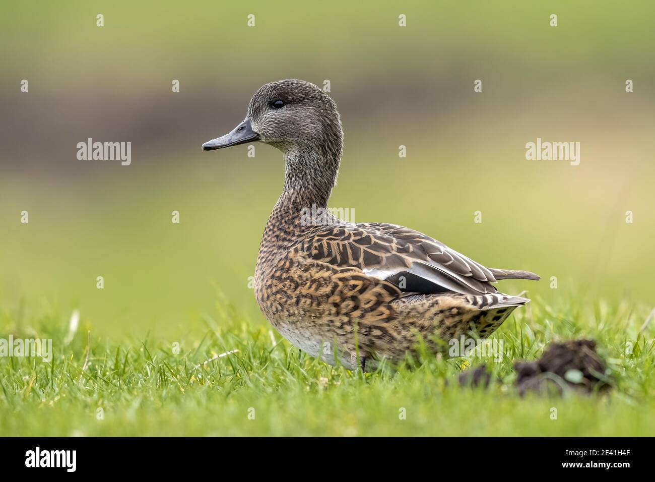 Falcated duck female hi-res stock photography and images - Alamy