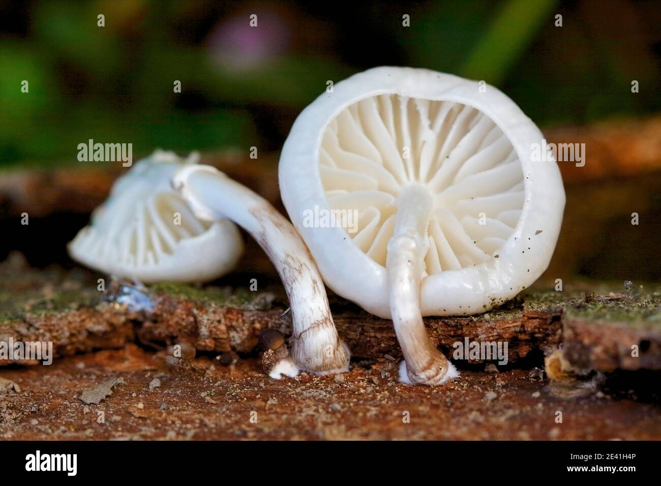 porcelain fungus (Oudemansiella mucida), fruiting bodies at a beech ...