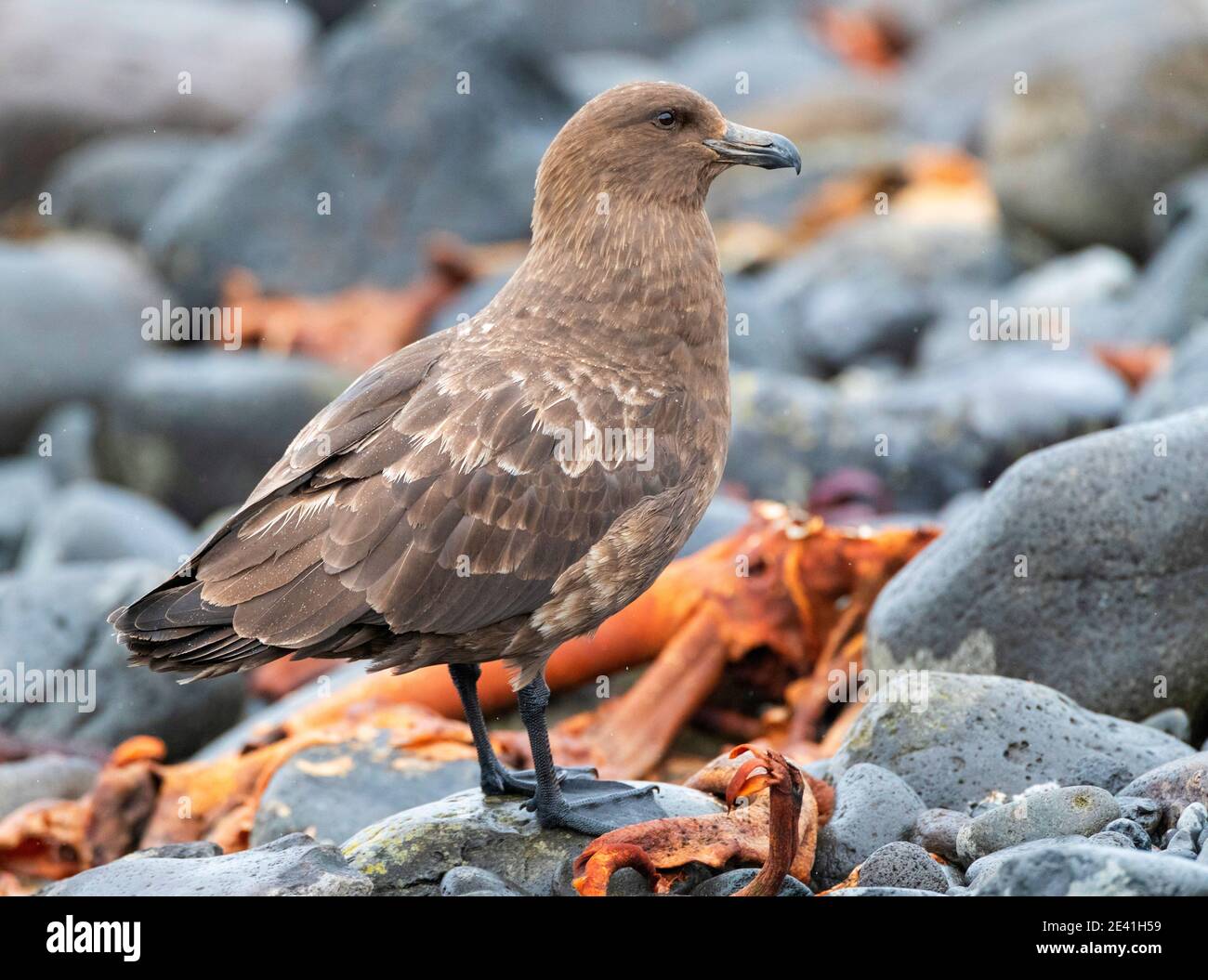 Southern skuas hi-res stock photography and images - Alamy
