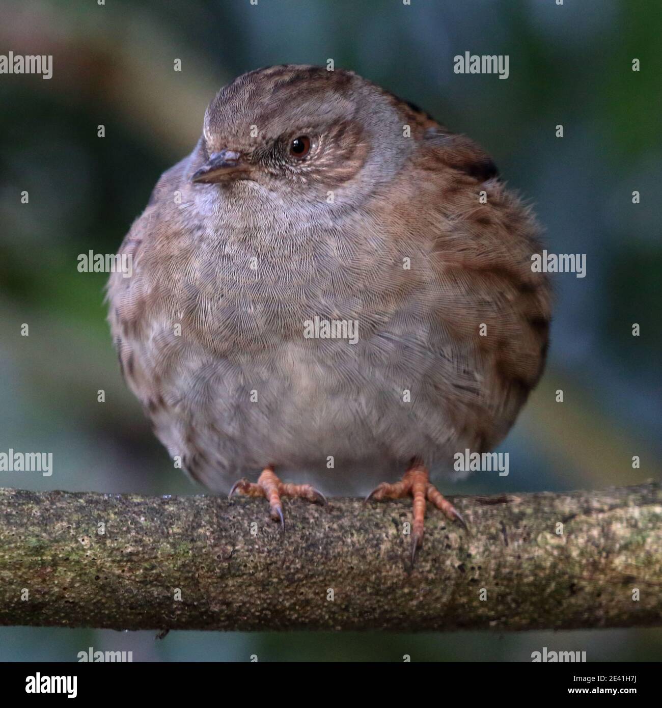 Dunnock (Prunella Modularis Stock Photo - Alamy