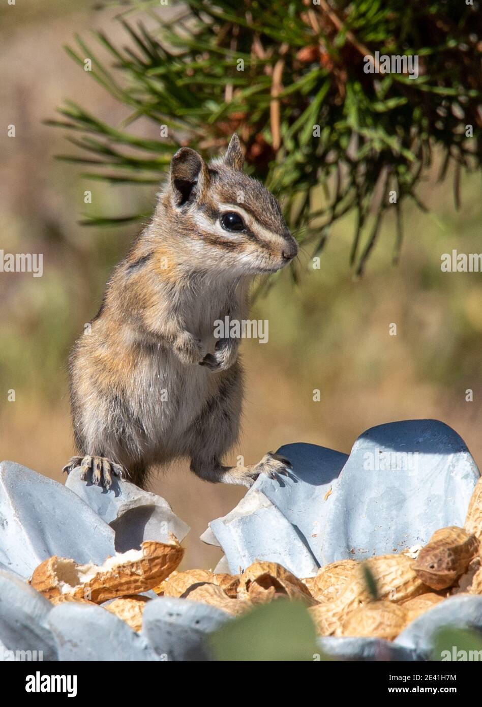 Chipmunks striking a pose Stock Photo - Alamy