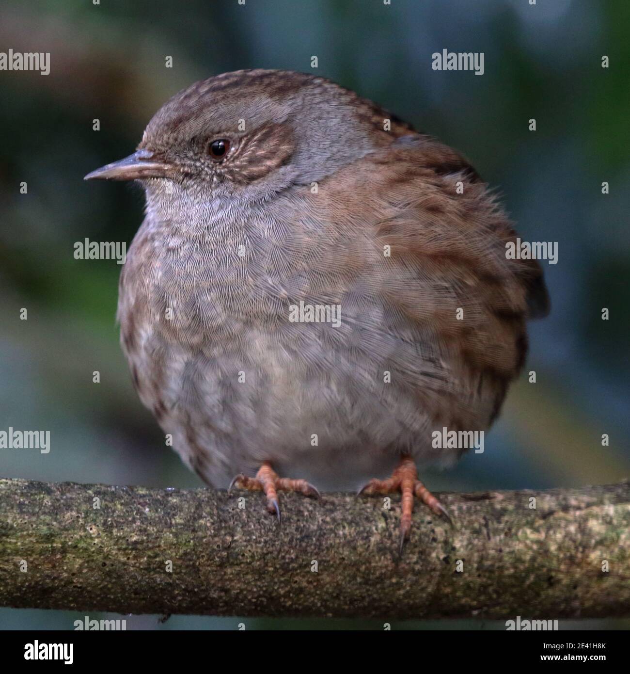 Dunnock (Prunella Modularis Stock Photo - Alamy