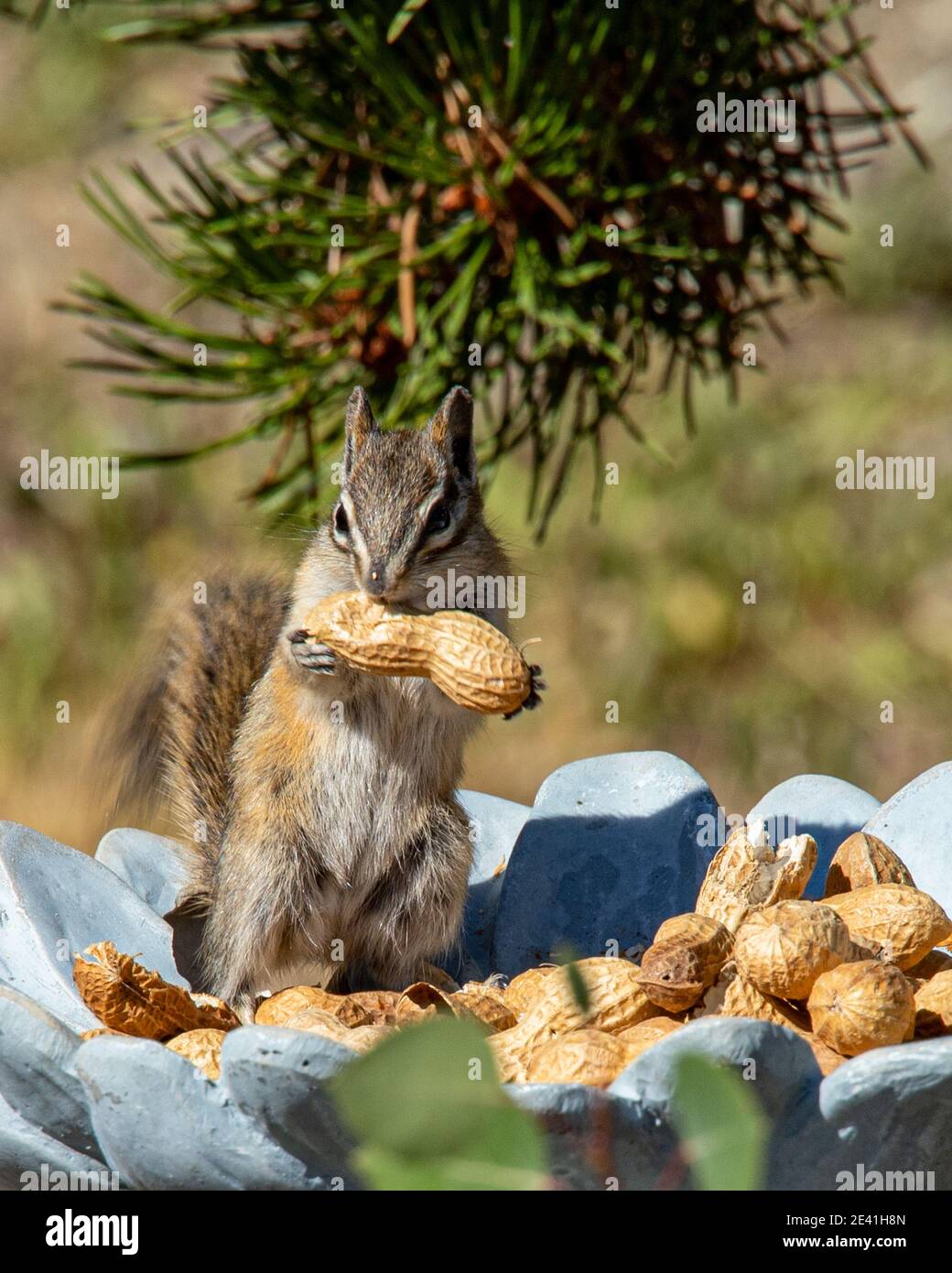 Chipmunks striking a pose Stock Photo - Alamy