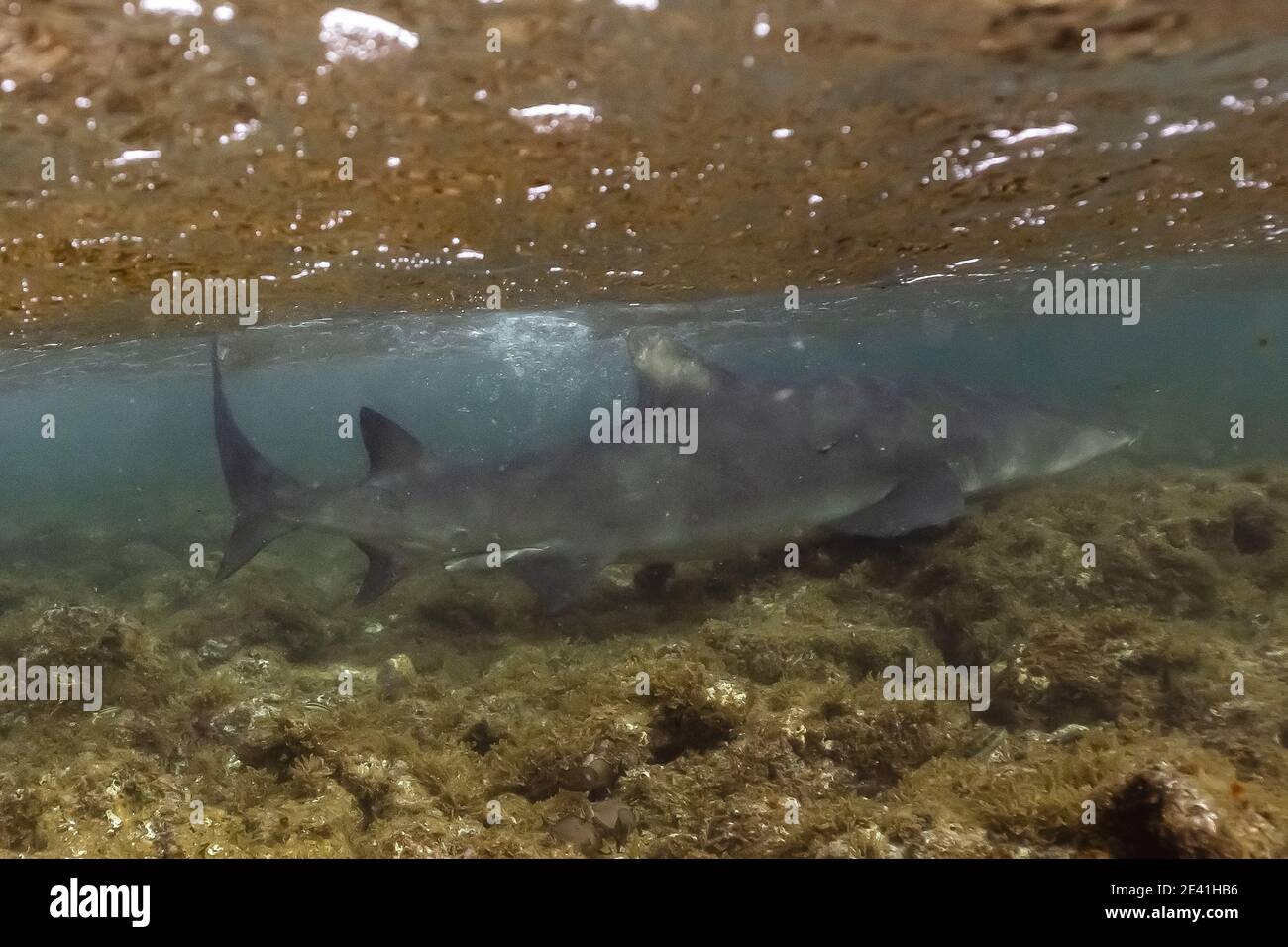 Lemon shark hi-res stock photography and images - Alamy