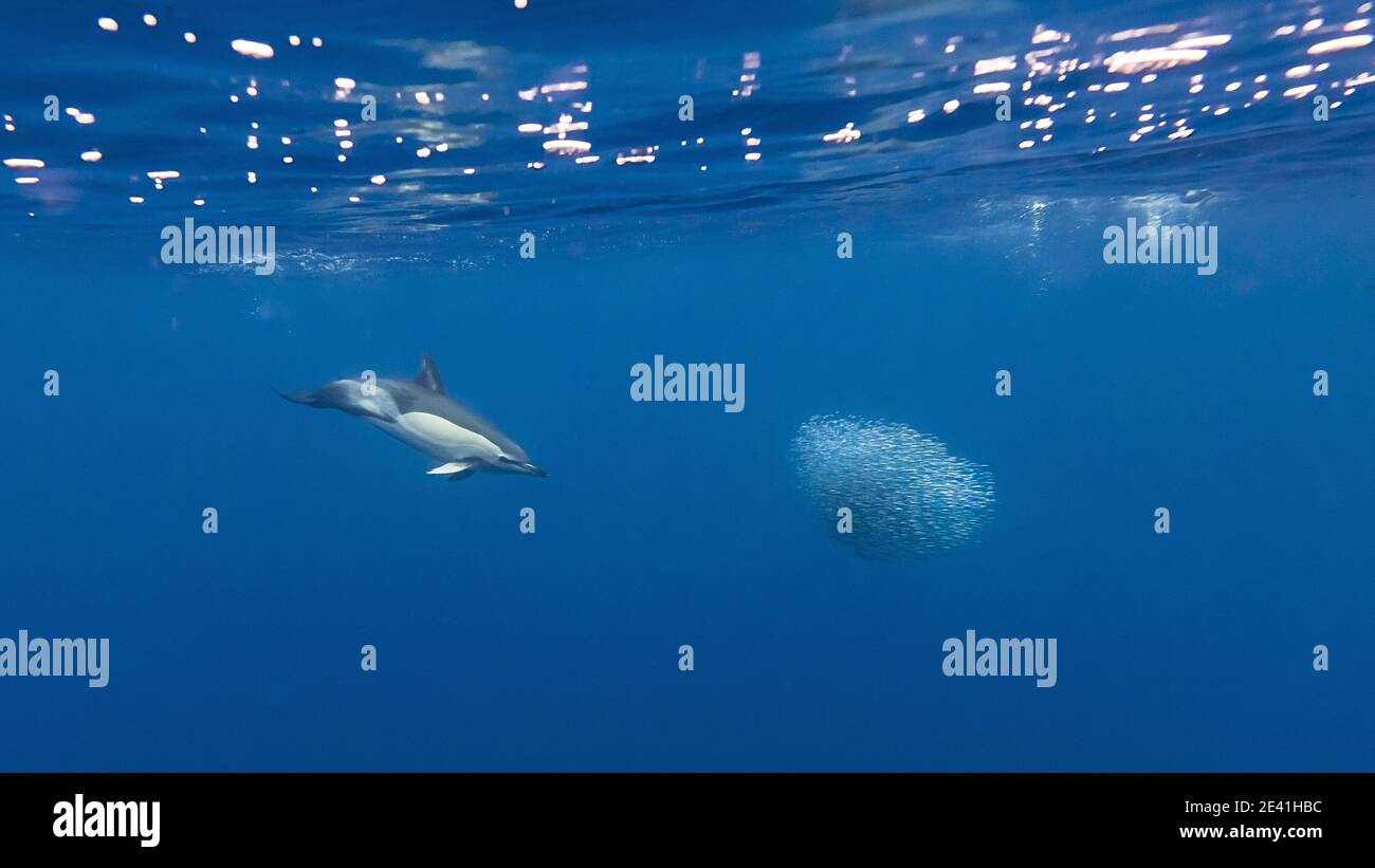 common dolphin, short-beaked Common Dolphin, saddleback(ed) dolphin ...