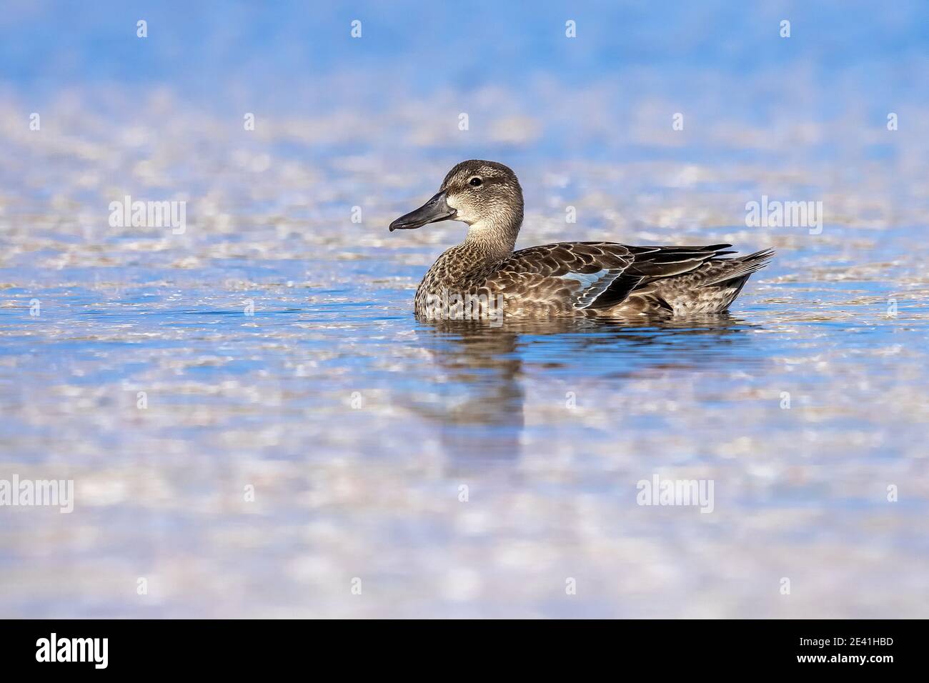 blue-winged teal (Anas discors, Spatula discors), juvenile Blue-winged ...