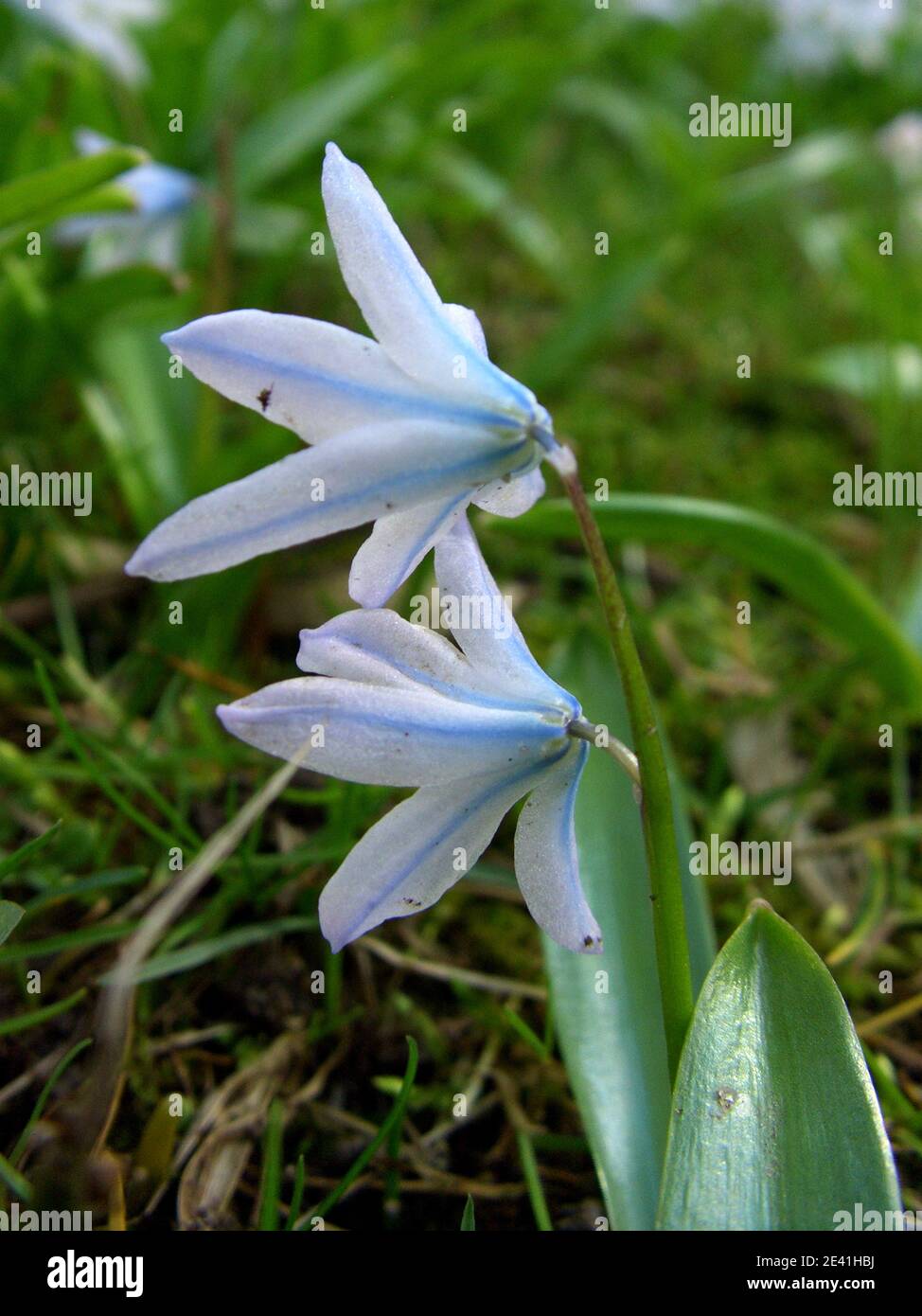 White Squill Scilla High Resolution Stock Photography and Images - Alamy