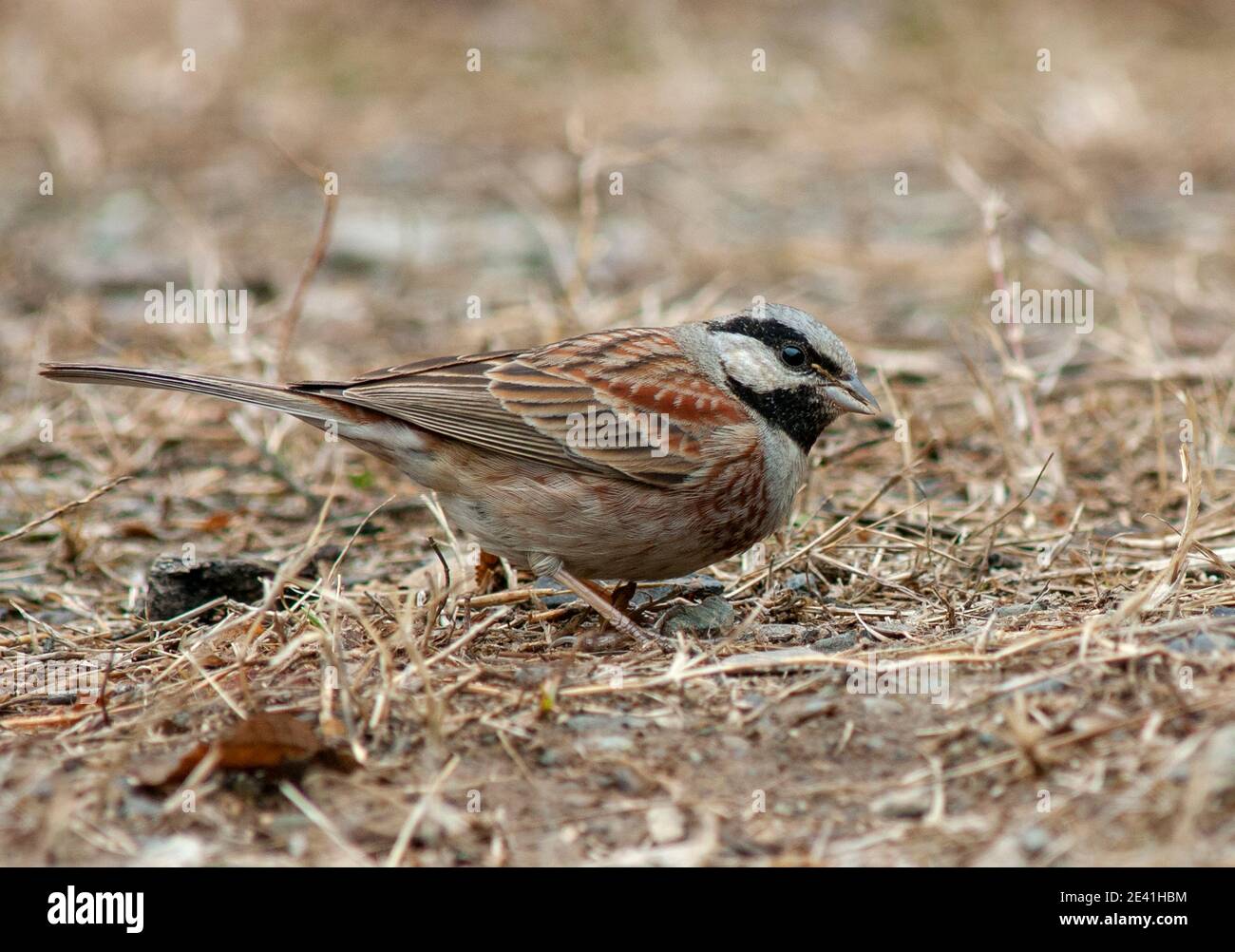 Chestnut buntings hi-res stock photography and images - Alamy