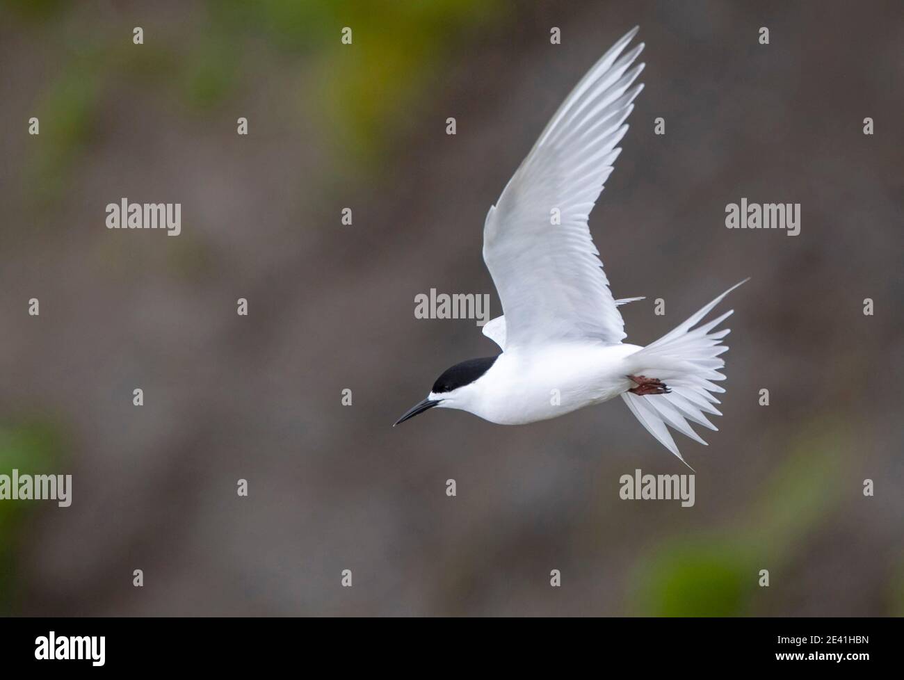 white-fronted tern (Sterna striata), flying in front of a coastal cliff ...