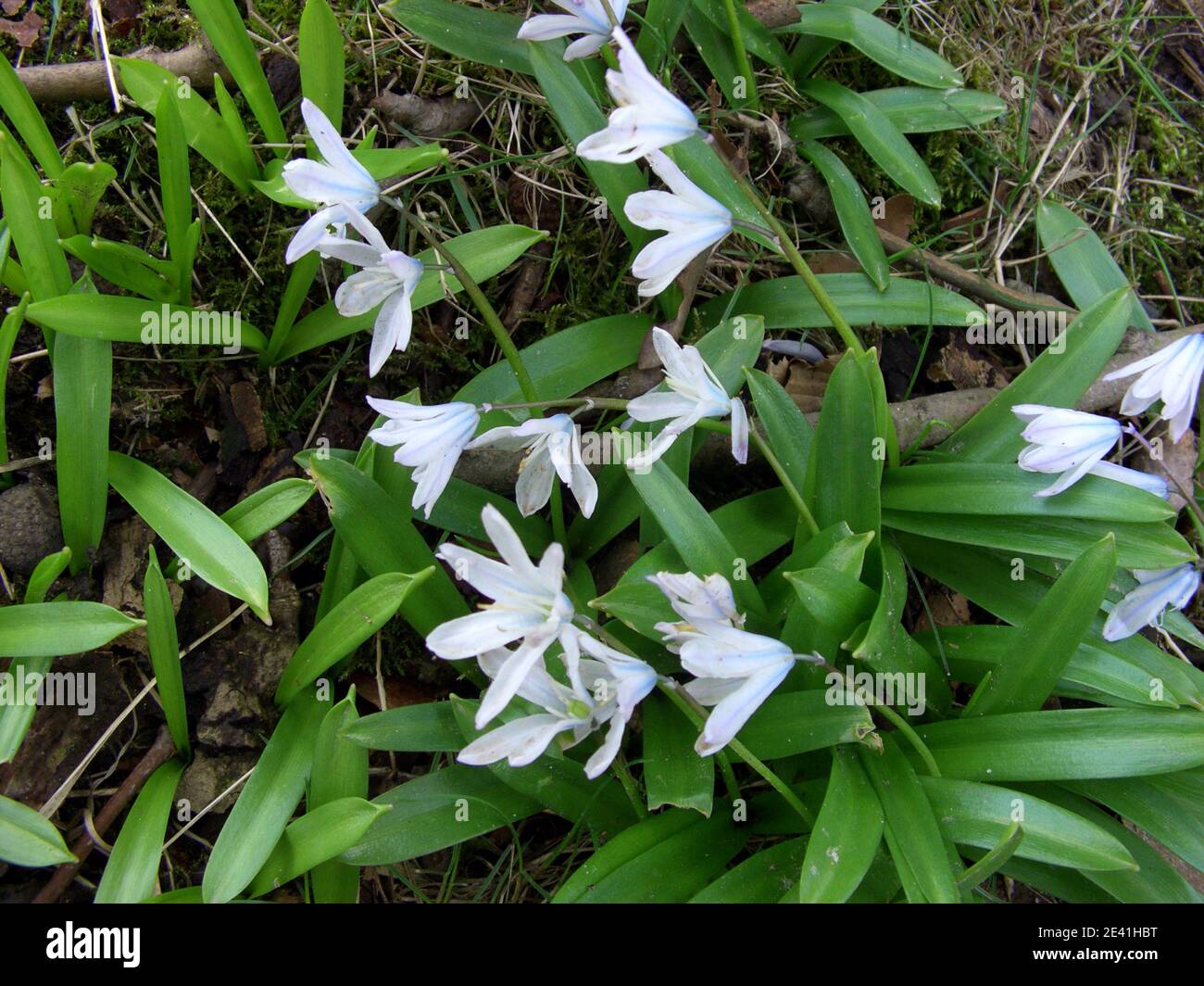White Squill Scilla High Resolution Stock Photography and Images - Alamy