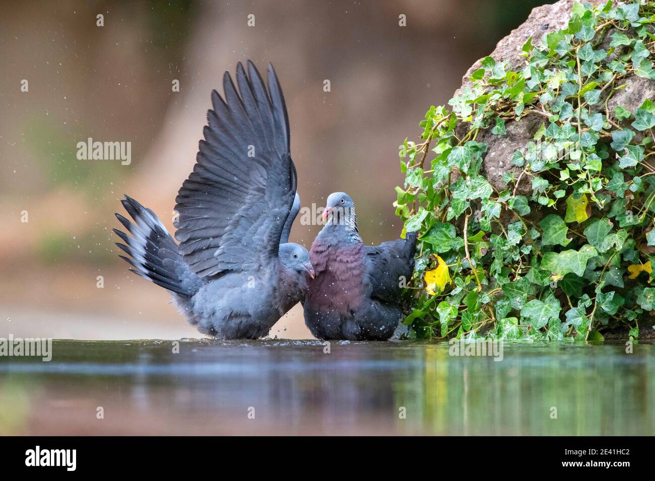 Trocaz pigeon, Madeira laurel pigeon, Long-toed pigeon (Columba trocaz ...