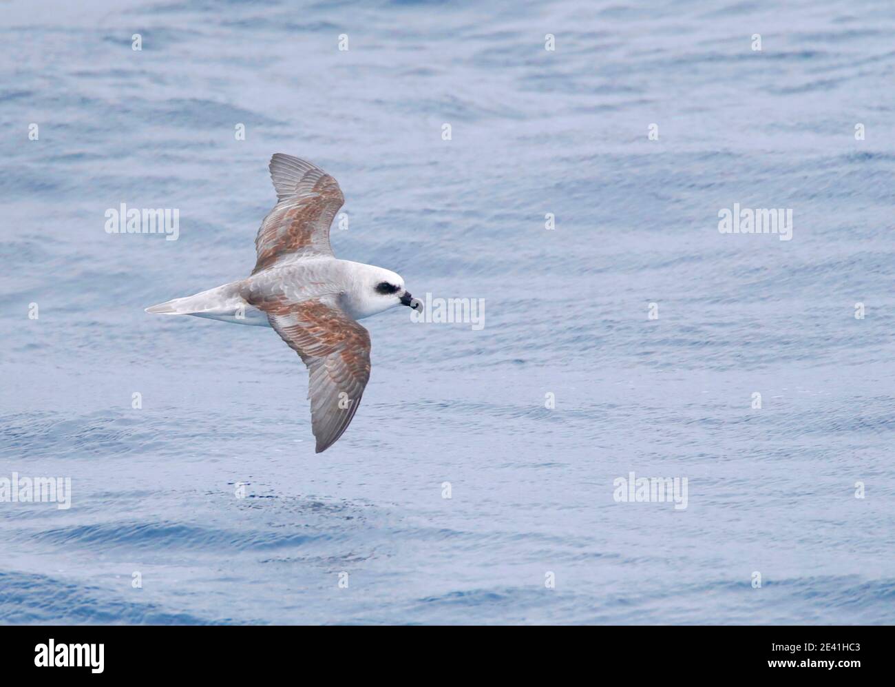 white-headed petrel (Pterodroma lessonii), in flight above the ...