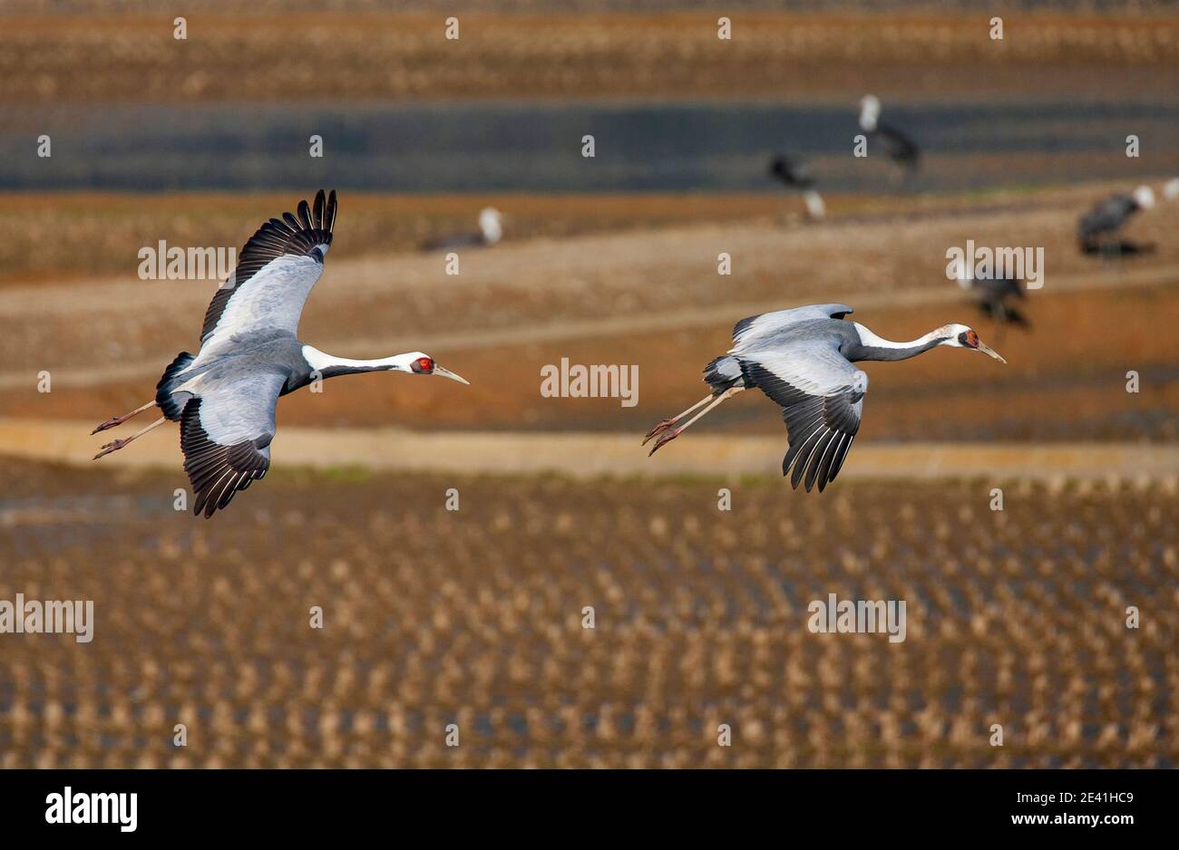 Japanese Crane Bird Flying