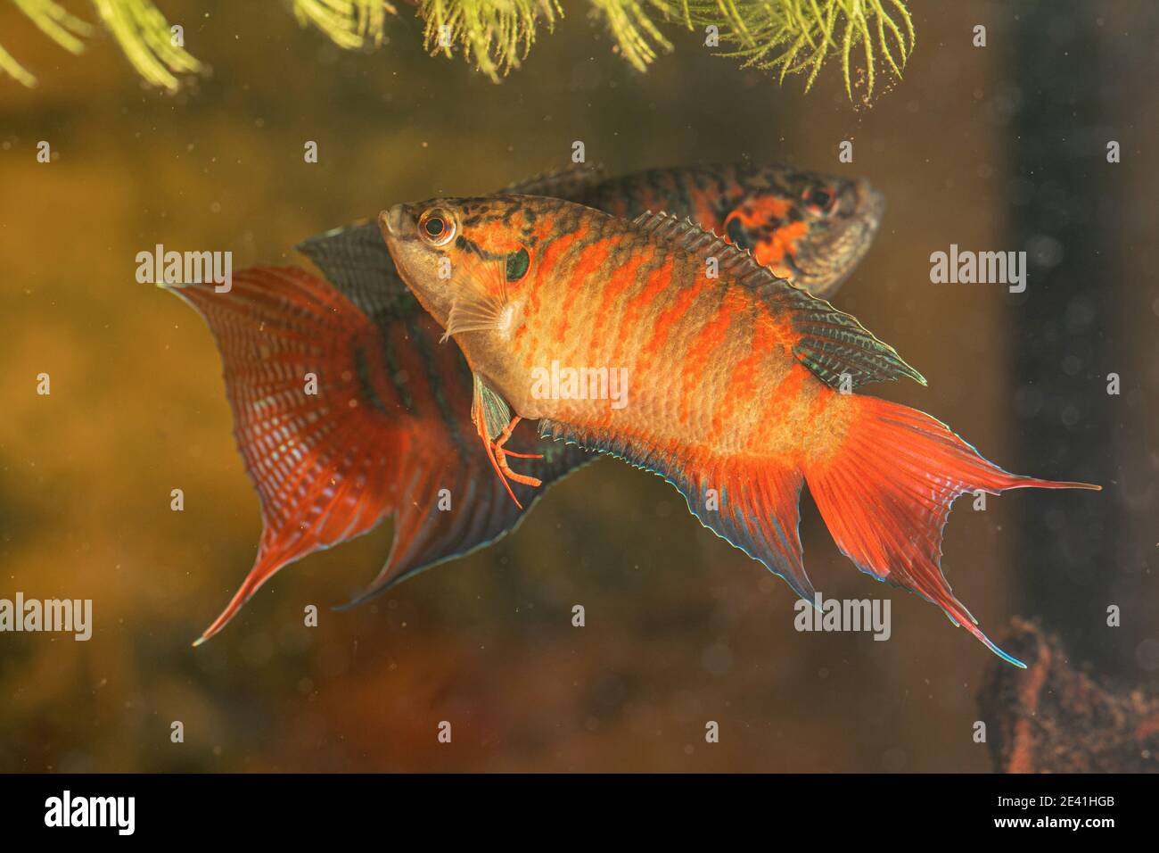 Paradise Gourami Fish