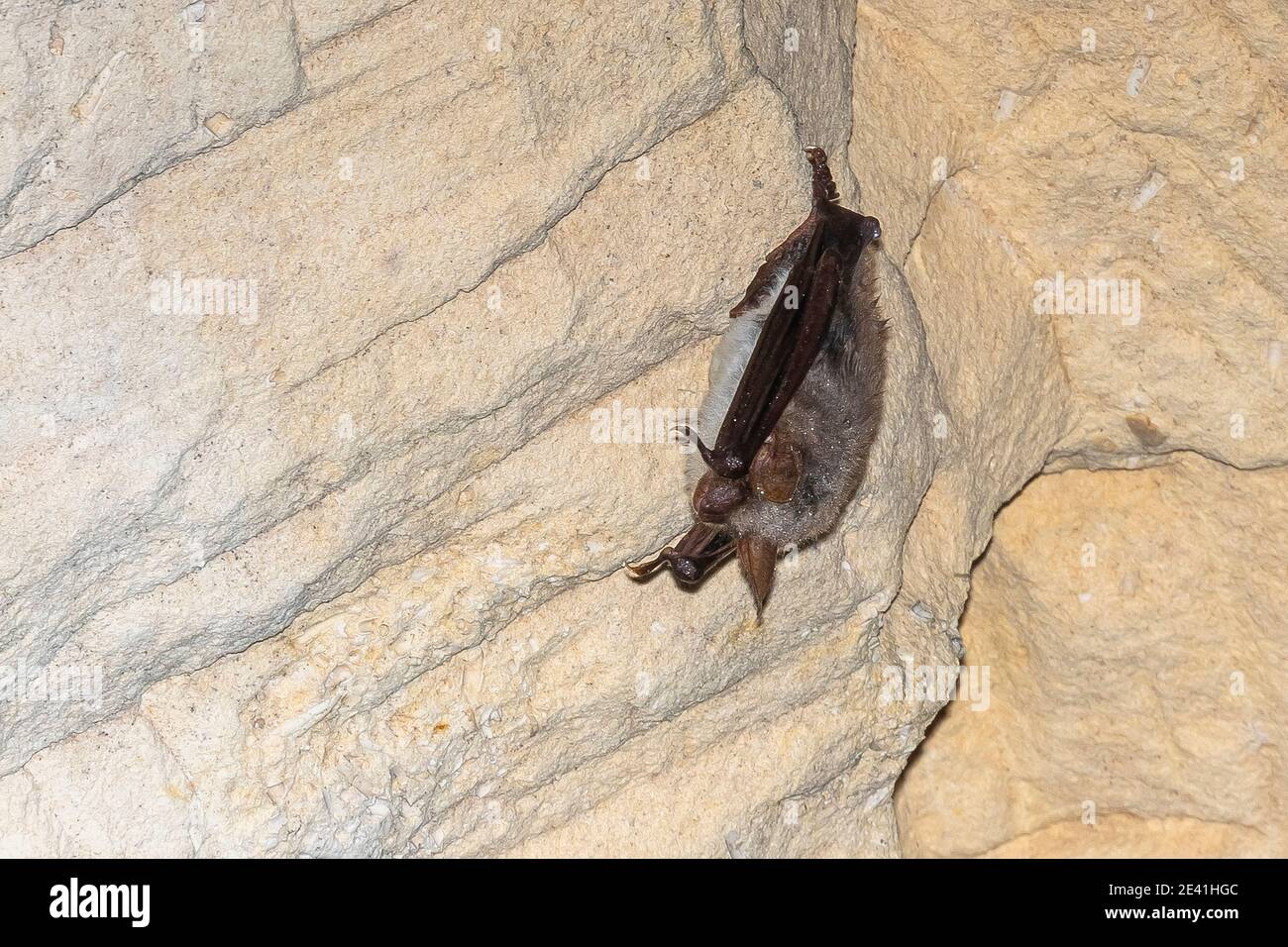 Greater Mouse-eared bat, Large Mouse-Eared Bat (Myotis myotis), perched ...