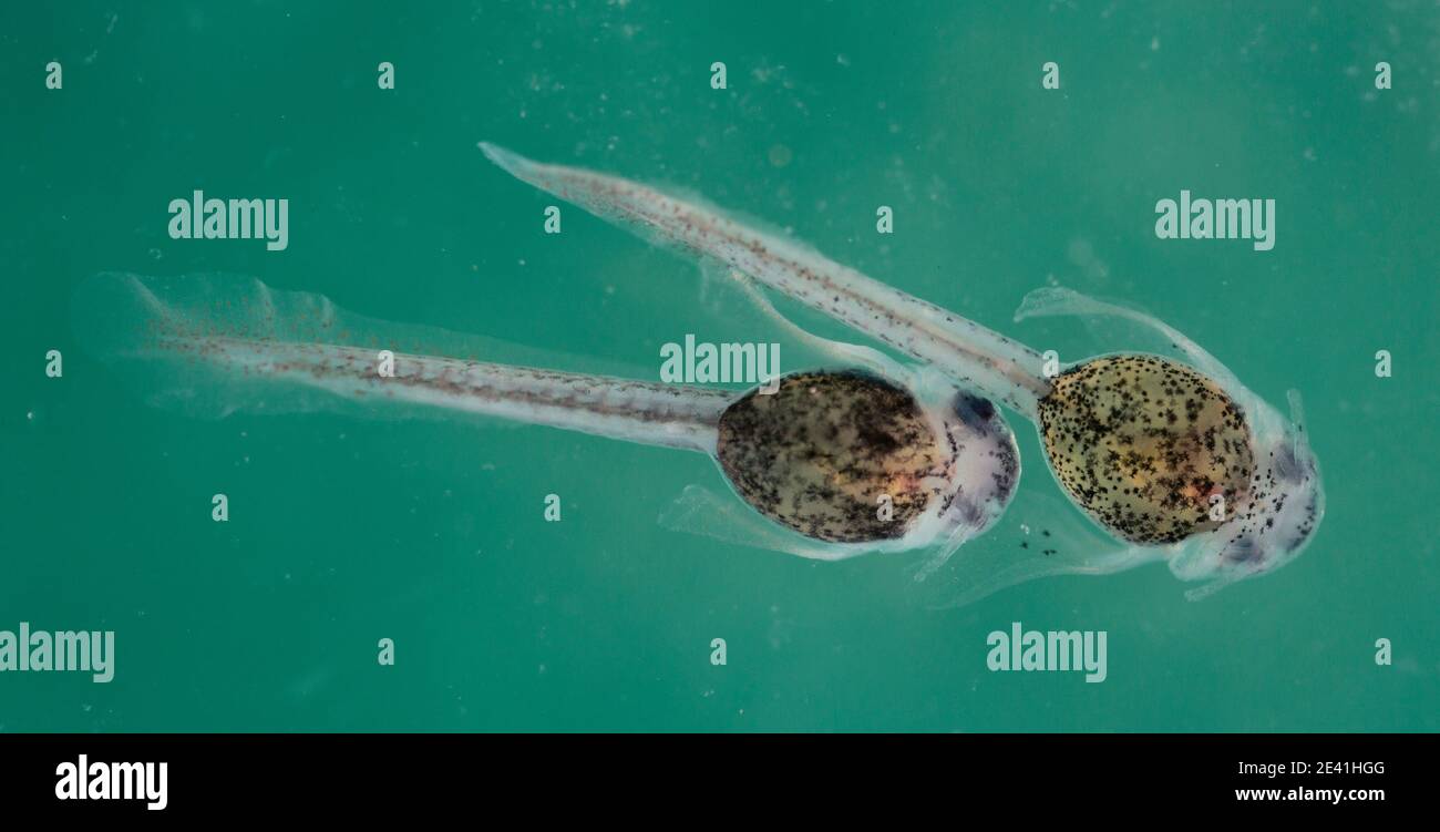 Panda cory (Corydoras panda), larvae just after hatching Stock Photo ...