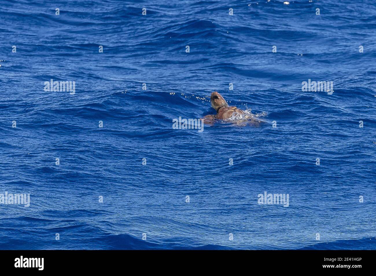 loggerhead sea turtle, loggerhead (Caretta caretta), swimming, Azores ...