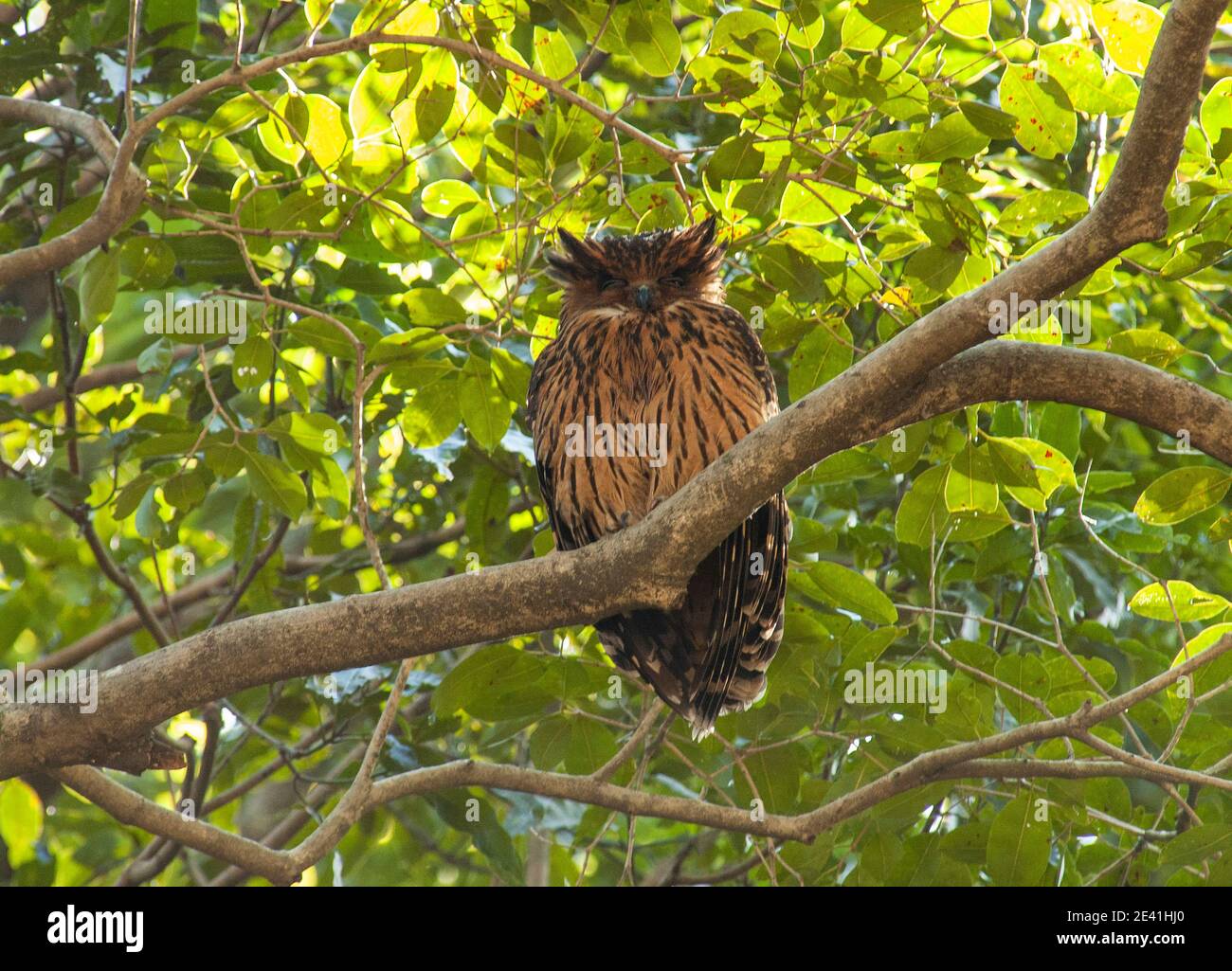 Canopy bird india hi-res stock photography and images - Alamy