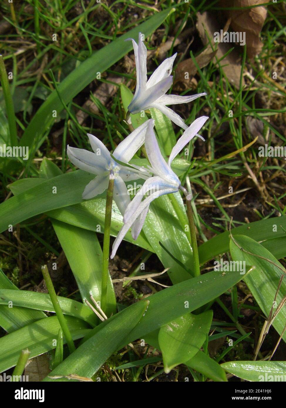 early scilla, white squill (Scilla mischtschenkoana, Scilla ...