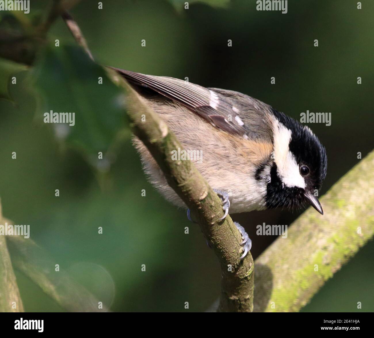 Coal Tit (Periparus Ater Stock Photo - Alamy