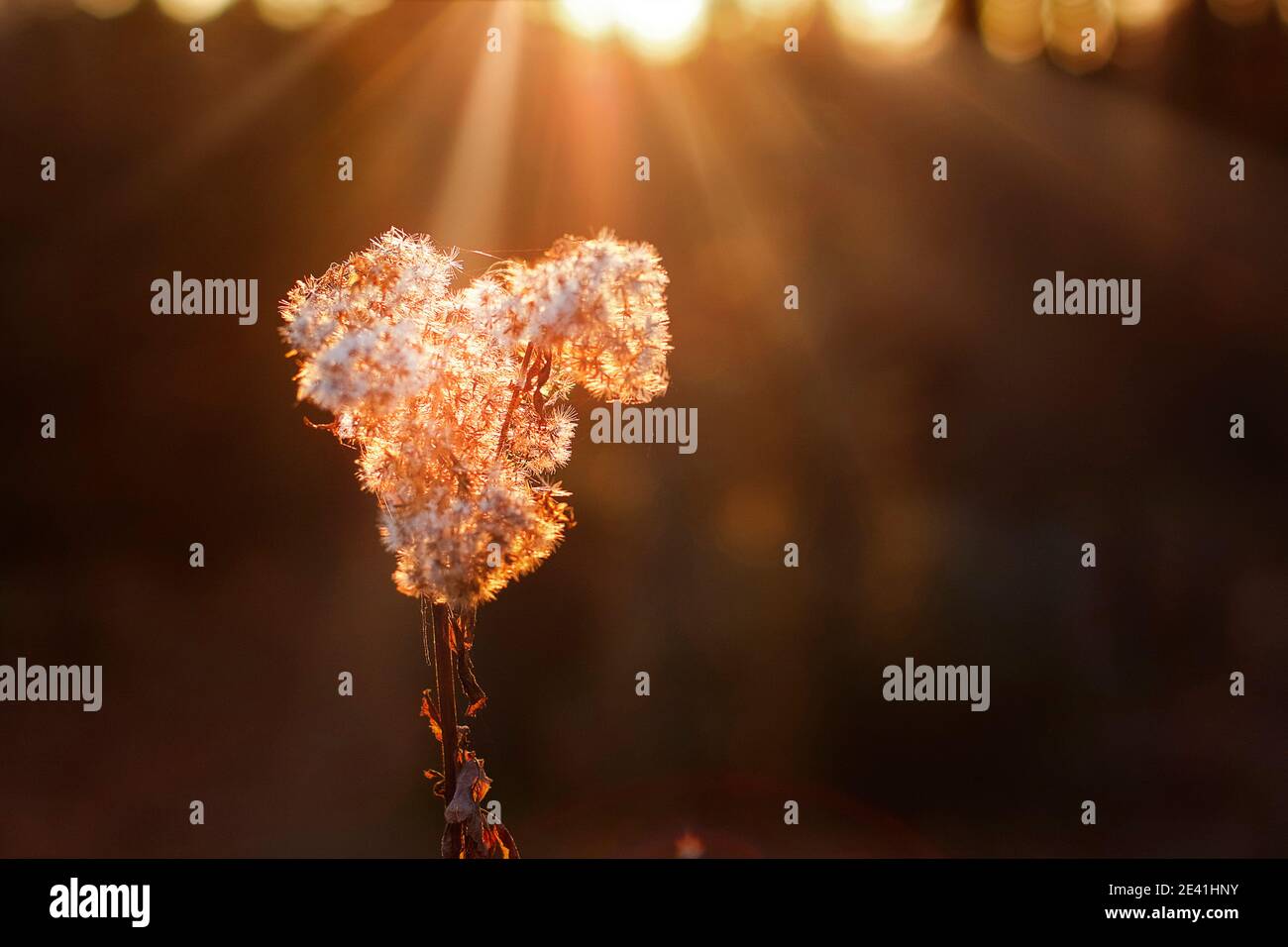 Giant goldenrod hi-res stock photography and images - Alamy