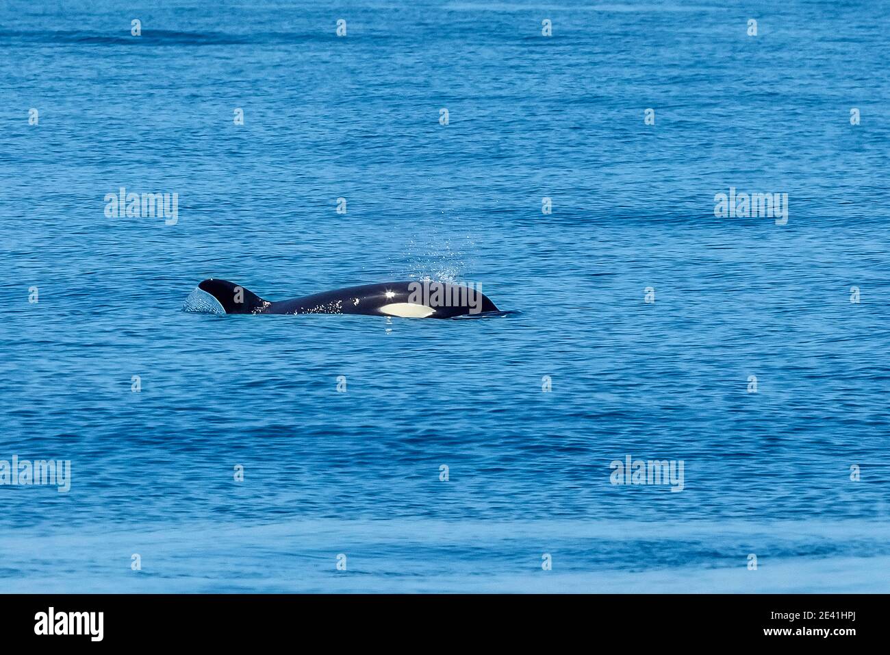 orca, great killer whale, grampus (Orcinus orca), at water surface ...