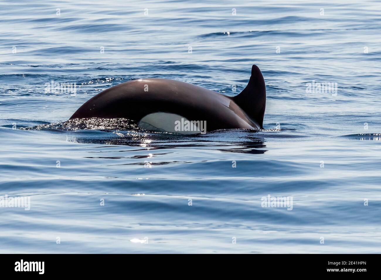 orca, great killer whale, grampus (Orcinus orca), at water surface ...