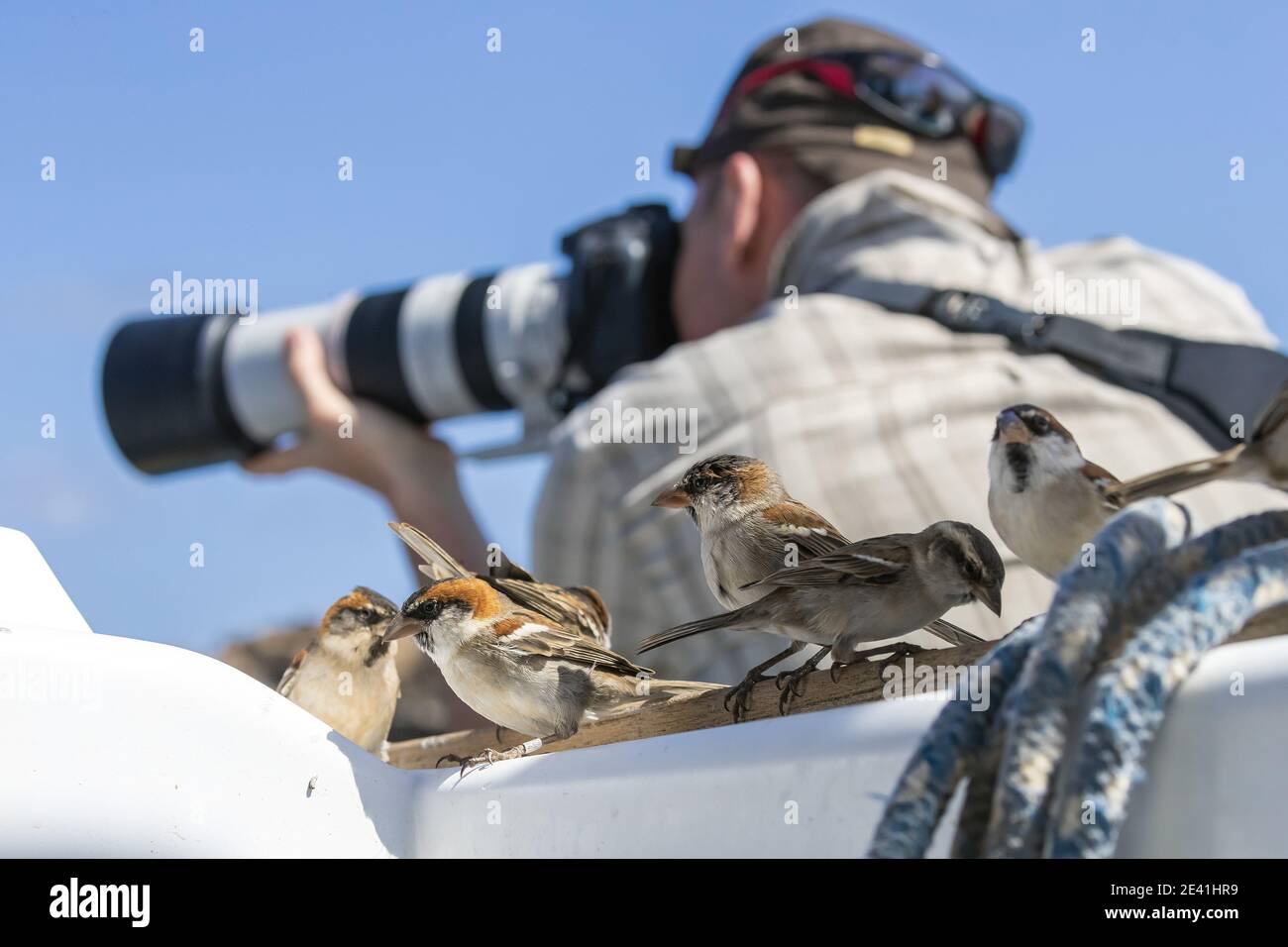 Iago Sparrows High Resolution Stock Photography and Images - Alamy