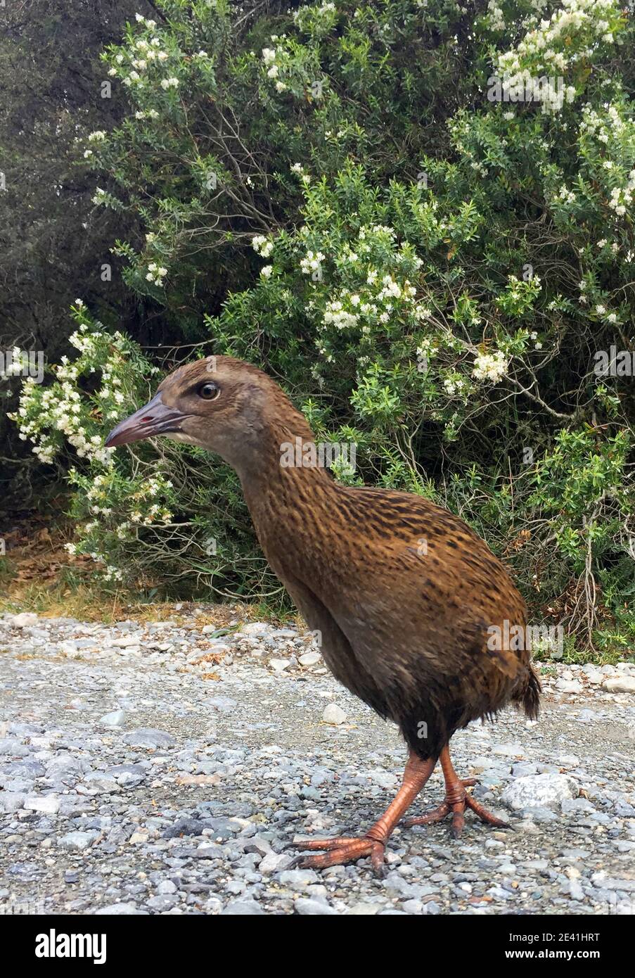 Weka hi-res stock photography and images - Alamy