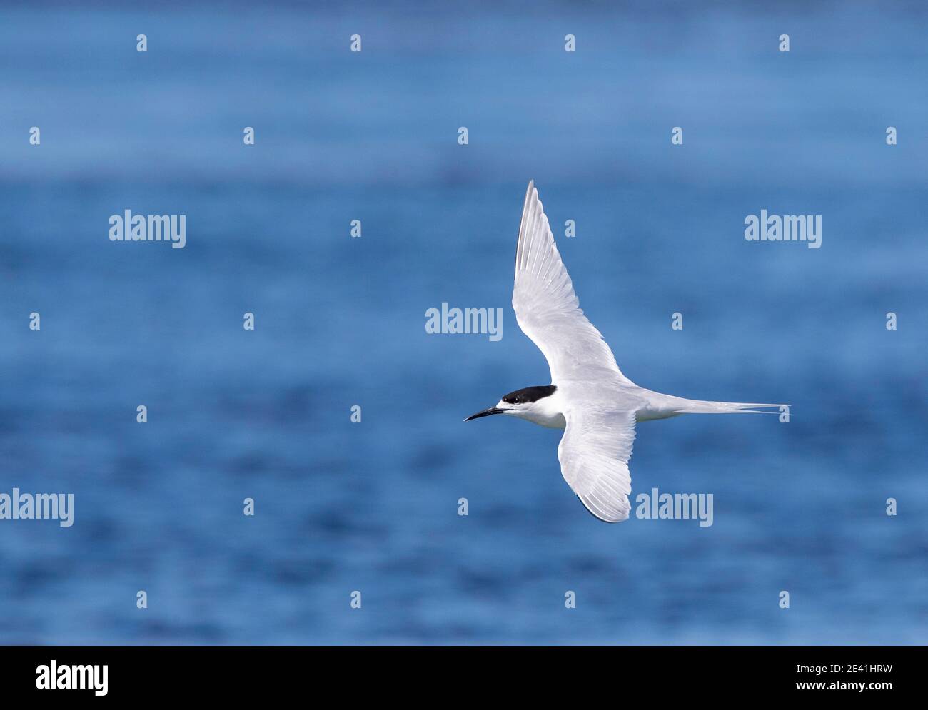 white-fronted tern (Sterna striata), adult flying over ocean, New ...