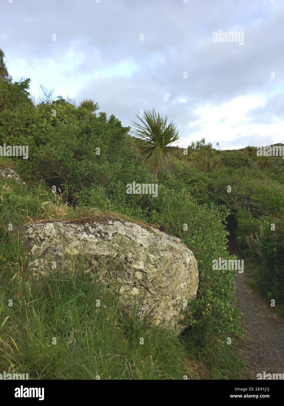 Restored native vegetation on Tiritiri Matangi Island in Hauraki Gulf ...