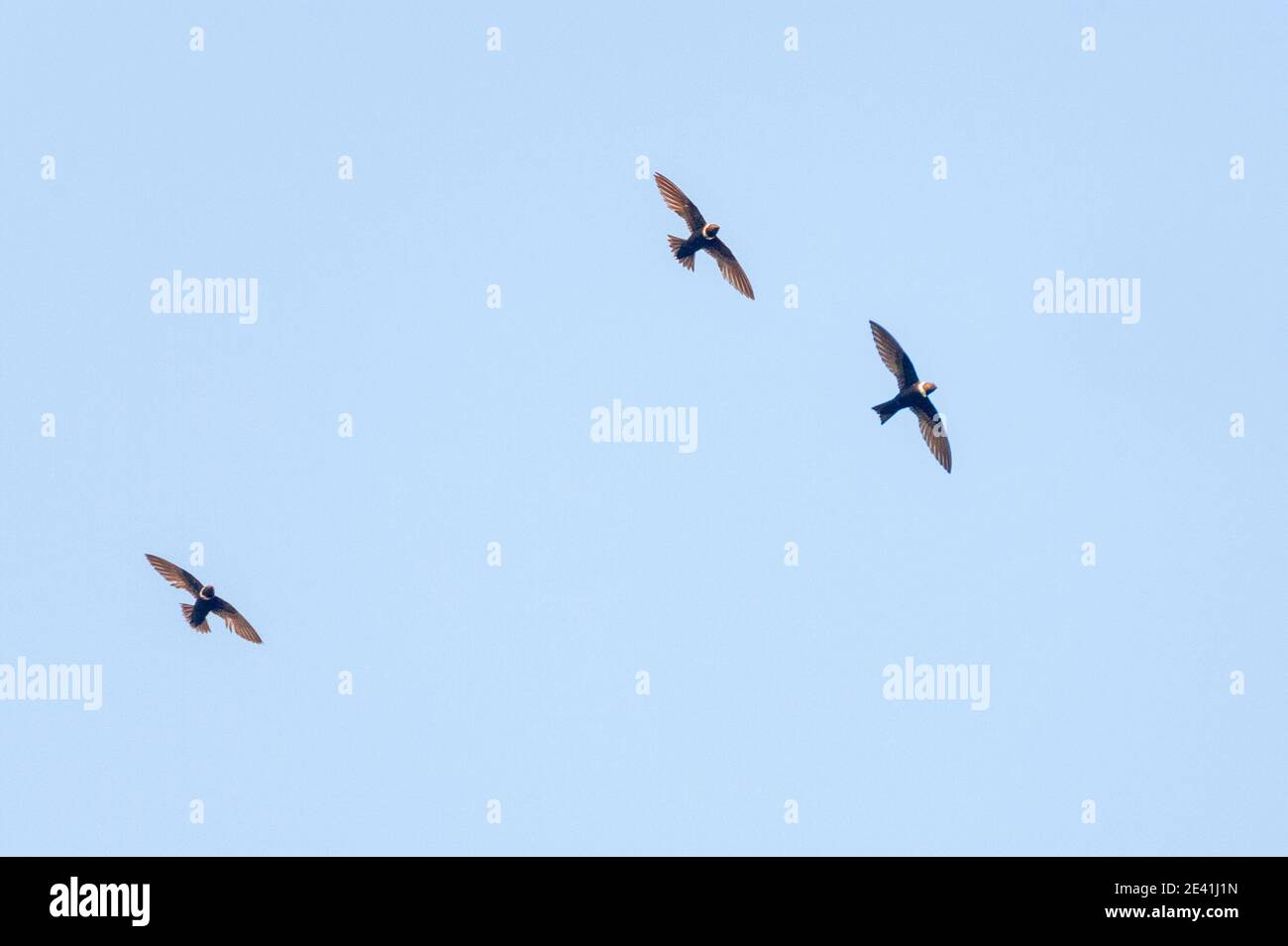 White-collared swift (Streptoprocne zonaris), Three White-collared ...