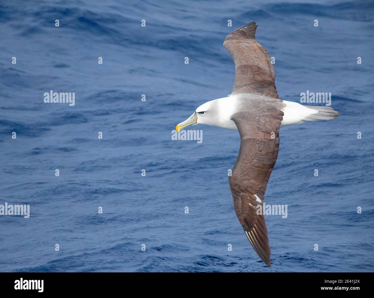 White-capped Albatross (Thalassarche steadi, Thalassarche cauta steadi ...