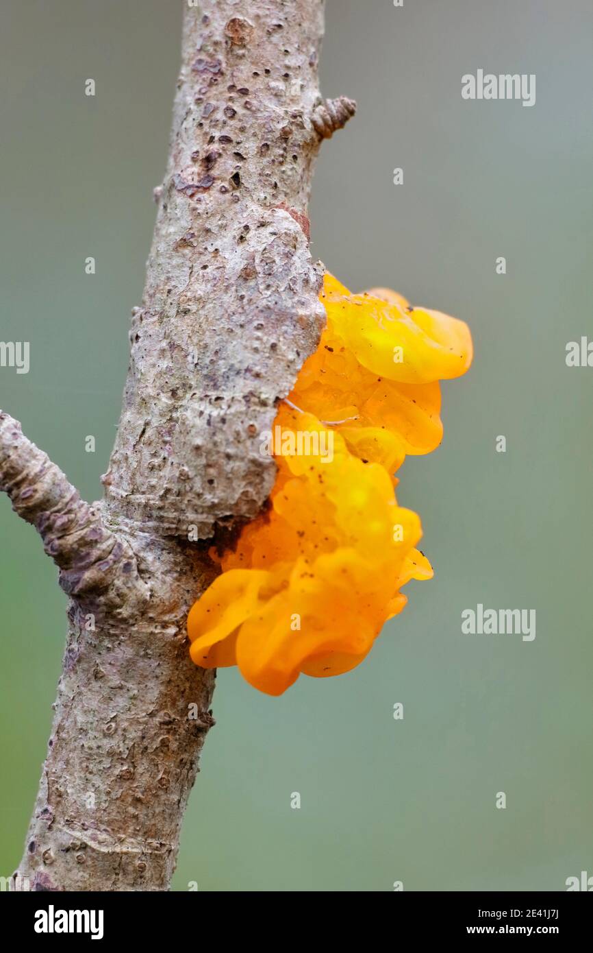 Yellow brain, Golden jelly fungus, Yellow trembler, Witches' butter ...