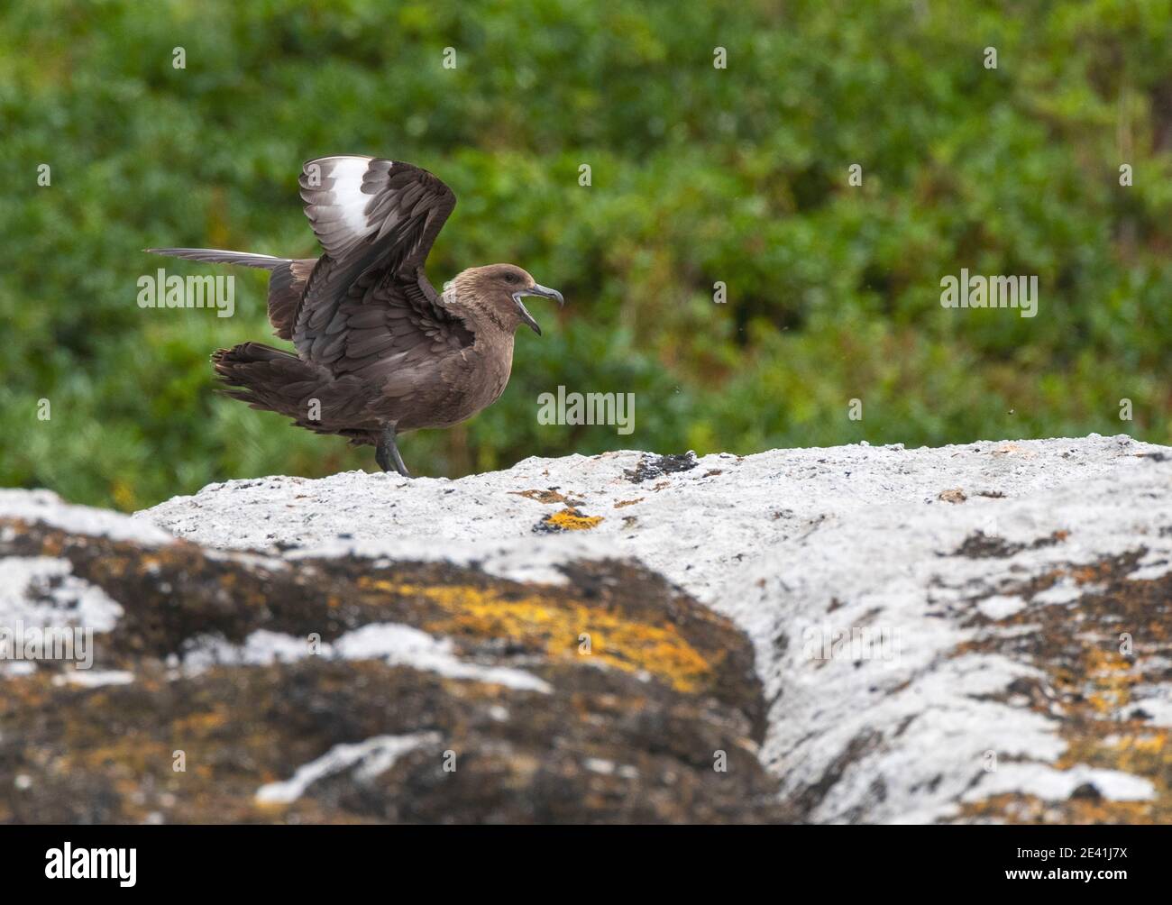Southern skua hi-res stock photography and images - Alamy