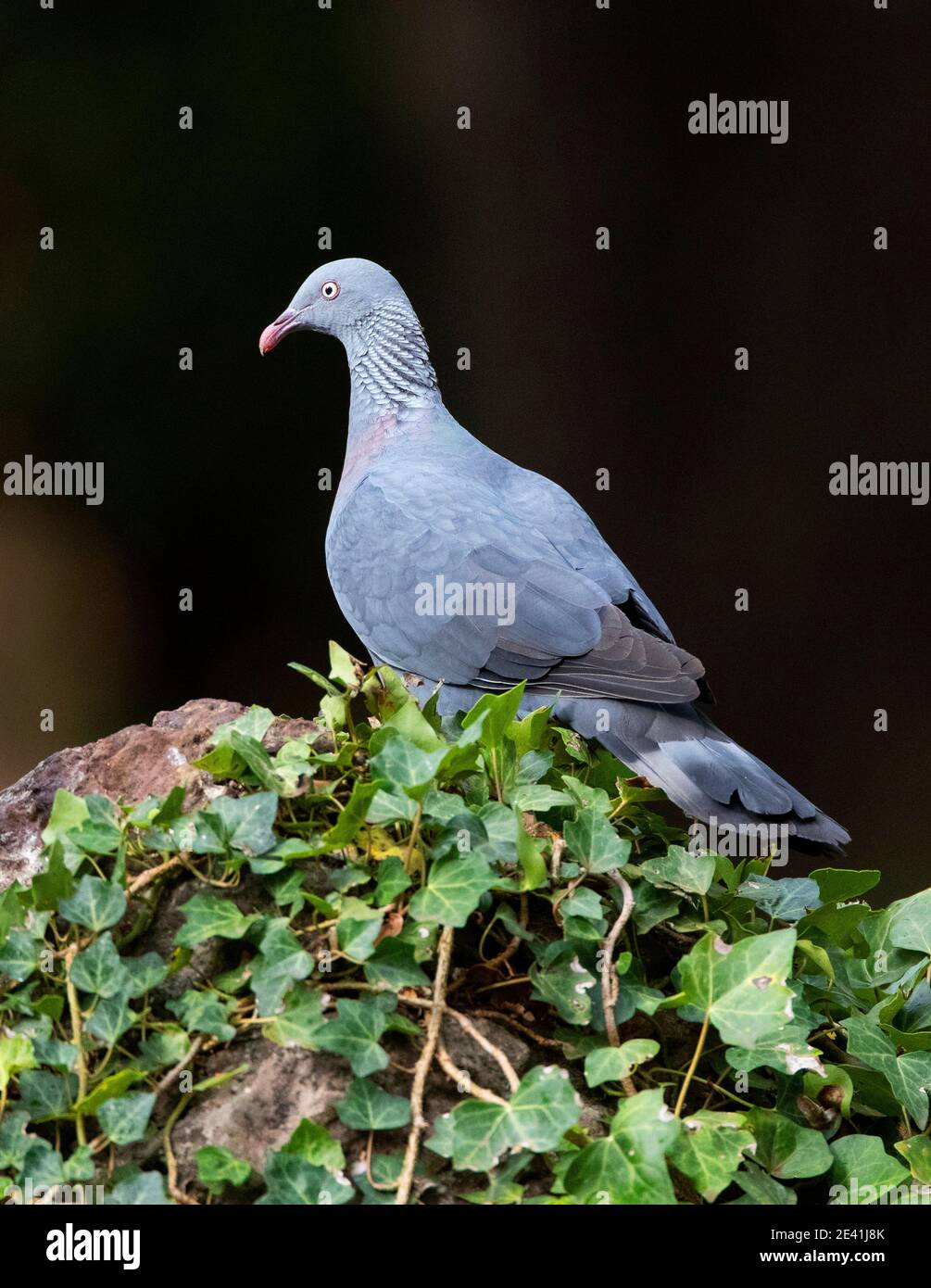 Trocaz pigeon, Madeira laurel pigeon, Long-toed pigeon (Columba trocaz ...