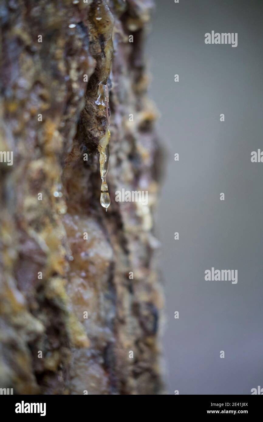 Norway spruce (Picea abies), liquid pitch at a trunk, Germany Stock ...
