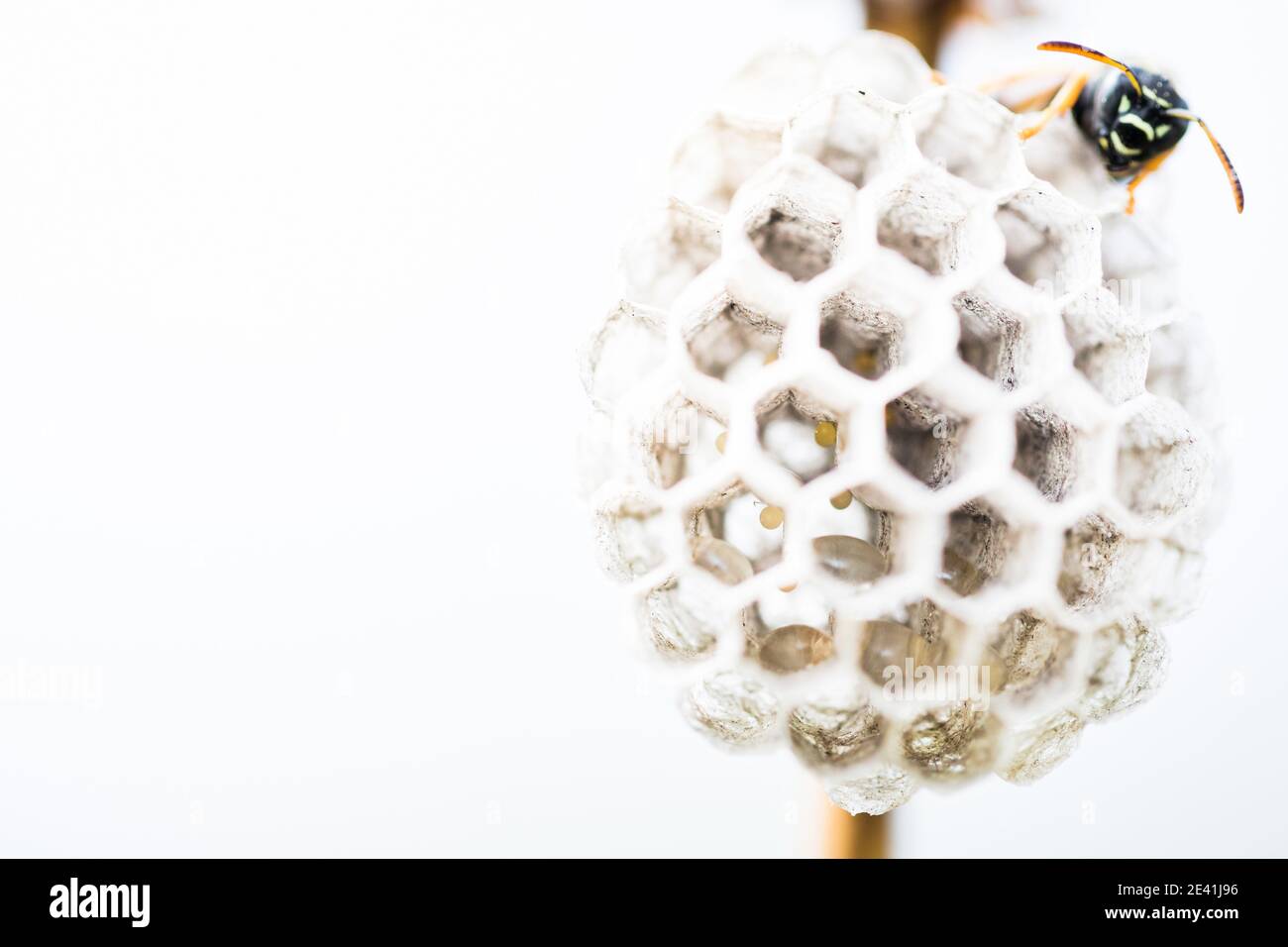Paper wasp (Polistes nimpha, Polistes opinabilis), at its nest ...