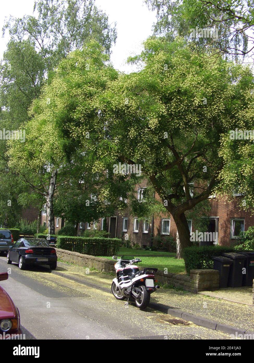 Japanese pagoda tree (Styphnolobium japonicum, Sophora japonica), tree ...